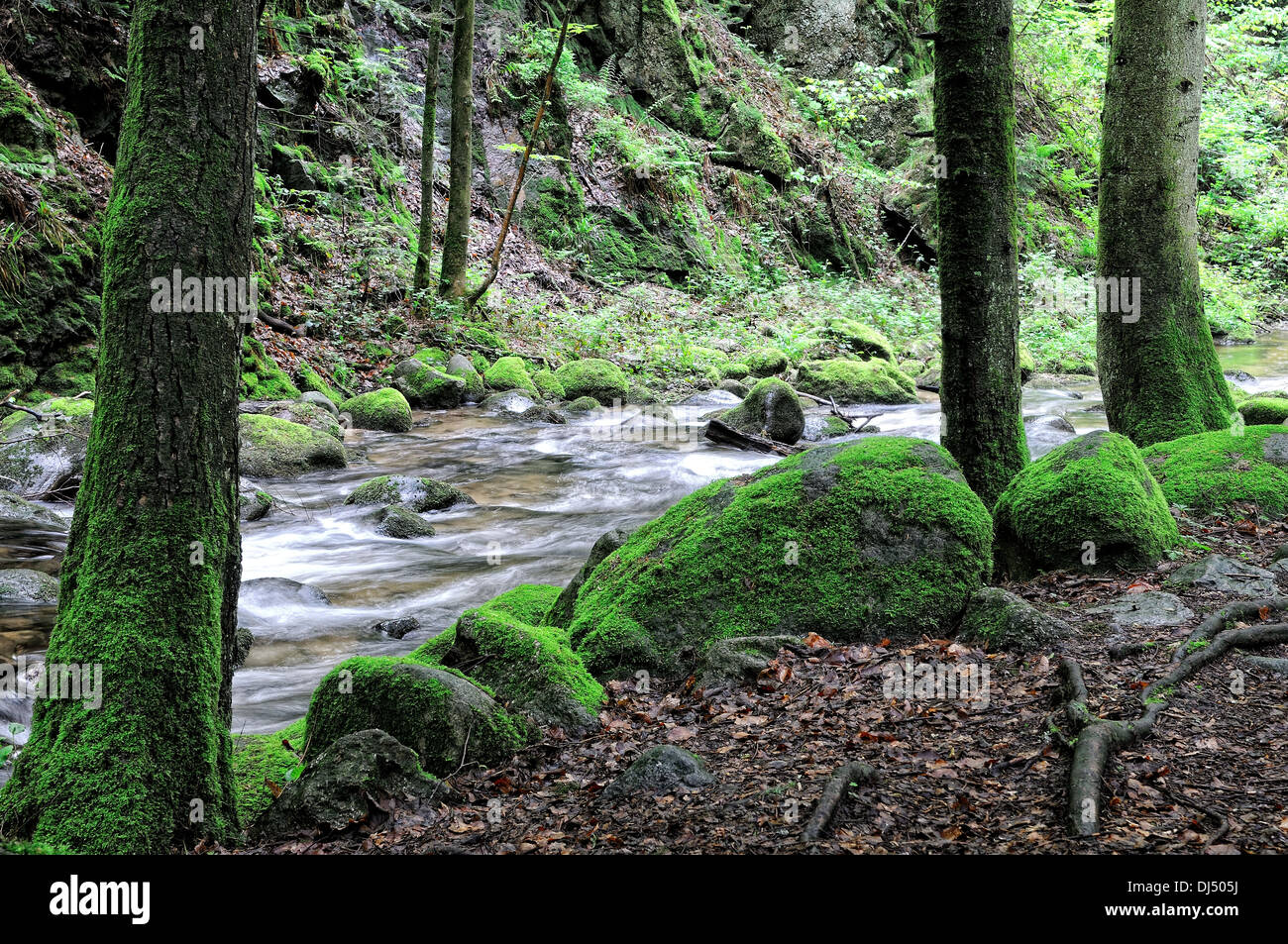 Trees fluss hi-res stock photography and images - Alamy