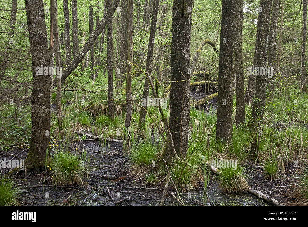 Black alder forest hi-res stock photography and images - Alamy