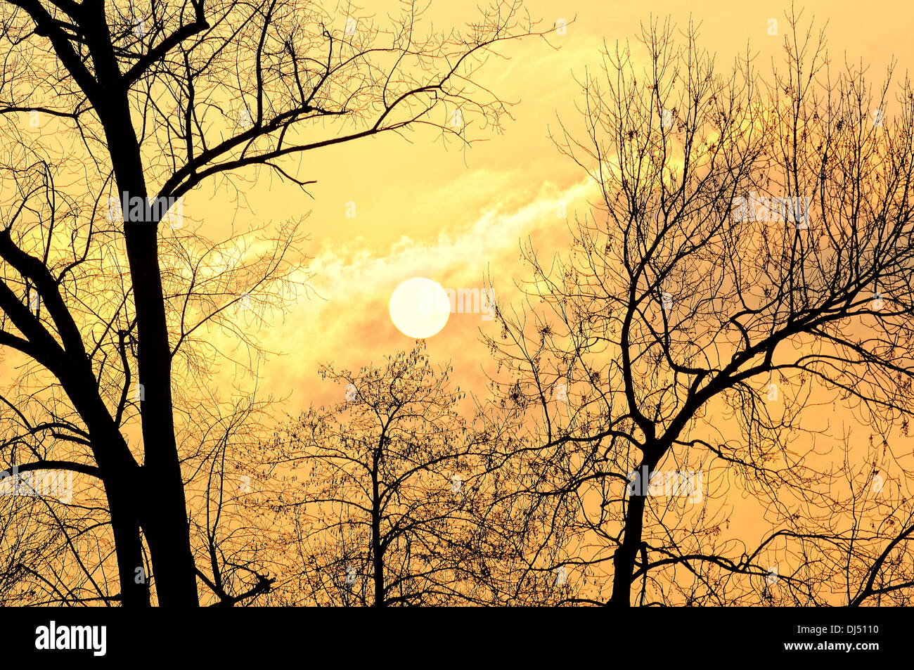 Between the trees Stock Photo - Alamy