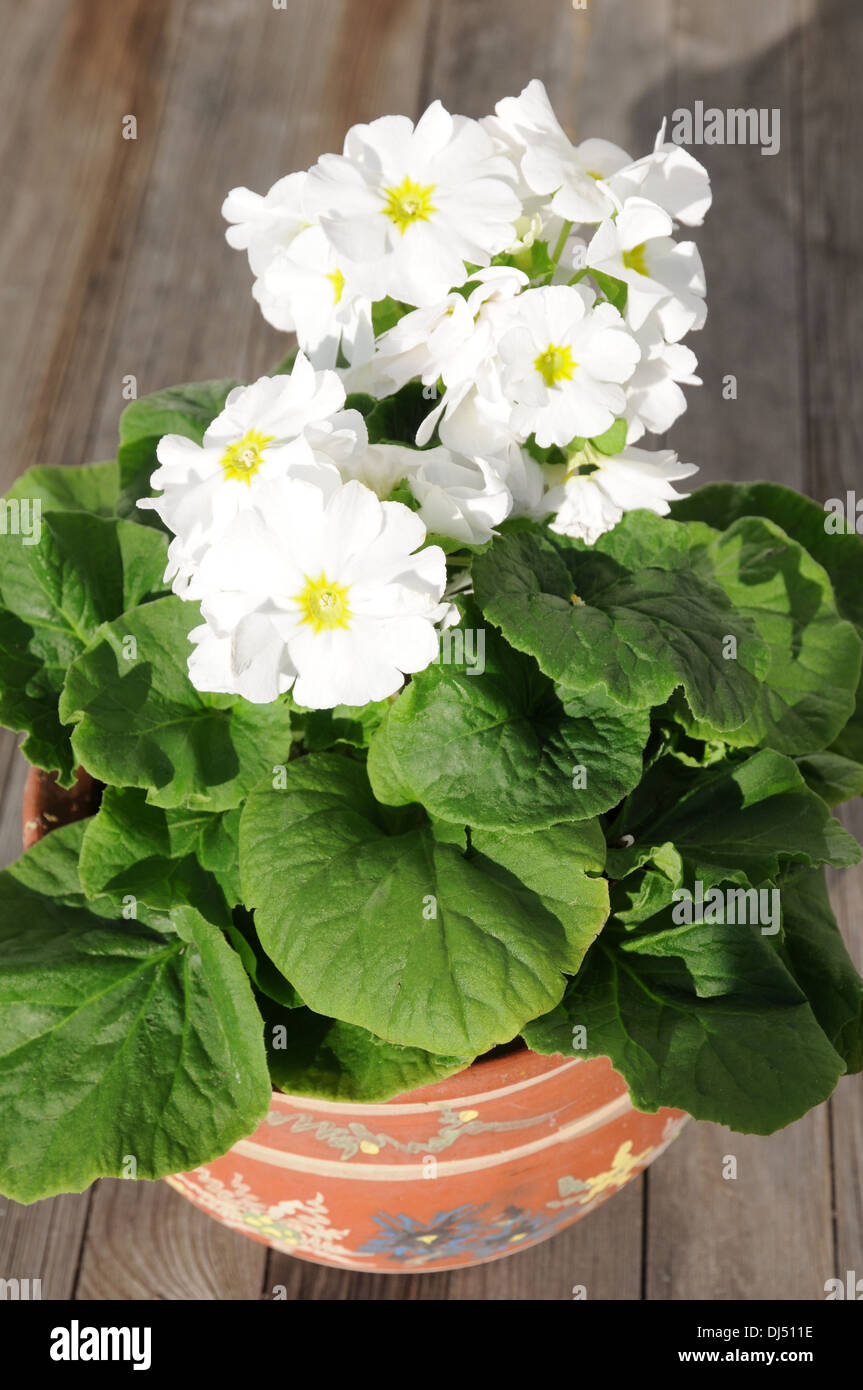 Flowers of primula obconica hi-res stock photography and images - Alamy