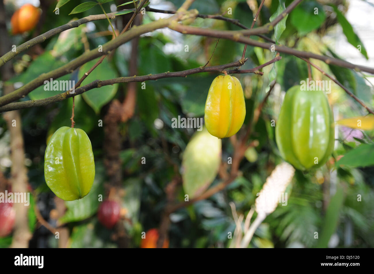 Sternfrucht hi-res stock photography and images - Alamy