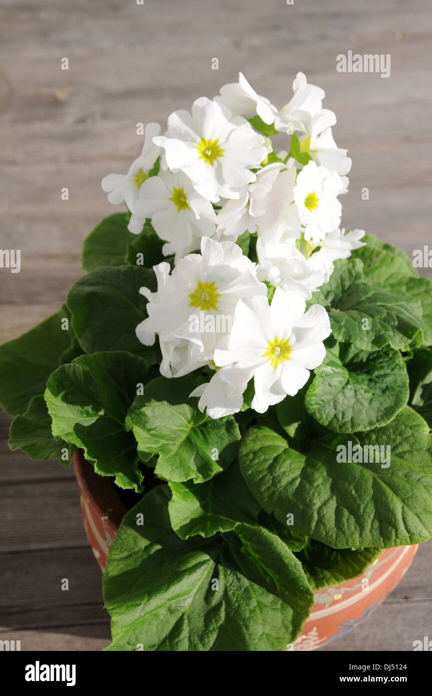 Flower of primrose primula obconica hi-res stock photography and images ...