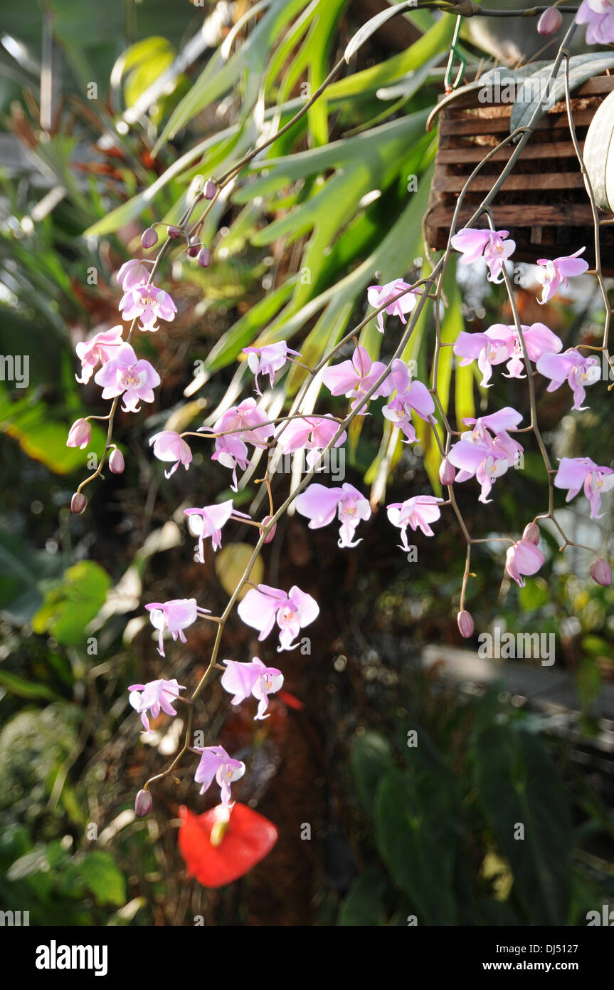 Phal Stock Photo - Alamy