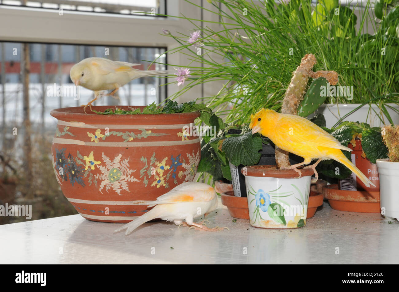 Animals of the canaries hi-res stock photography and images - Alamy