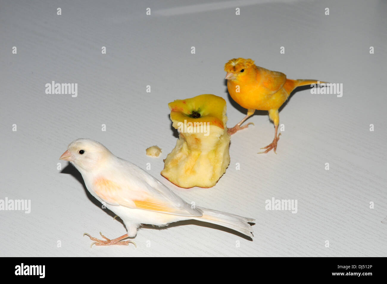 Canaries hi-res stock photography and images - Alamy