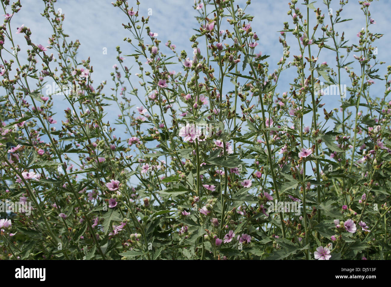 Armenian mallow hi-res stock photography and images - Alamy