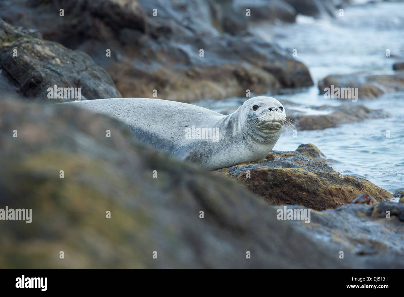 Hawaiian Monk Seal swimming in tide pool off Manana Island Stock Photo ...