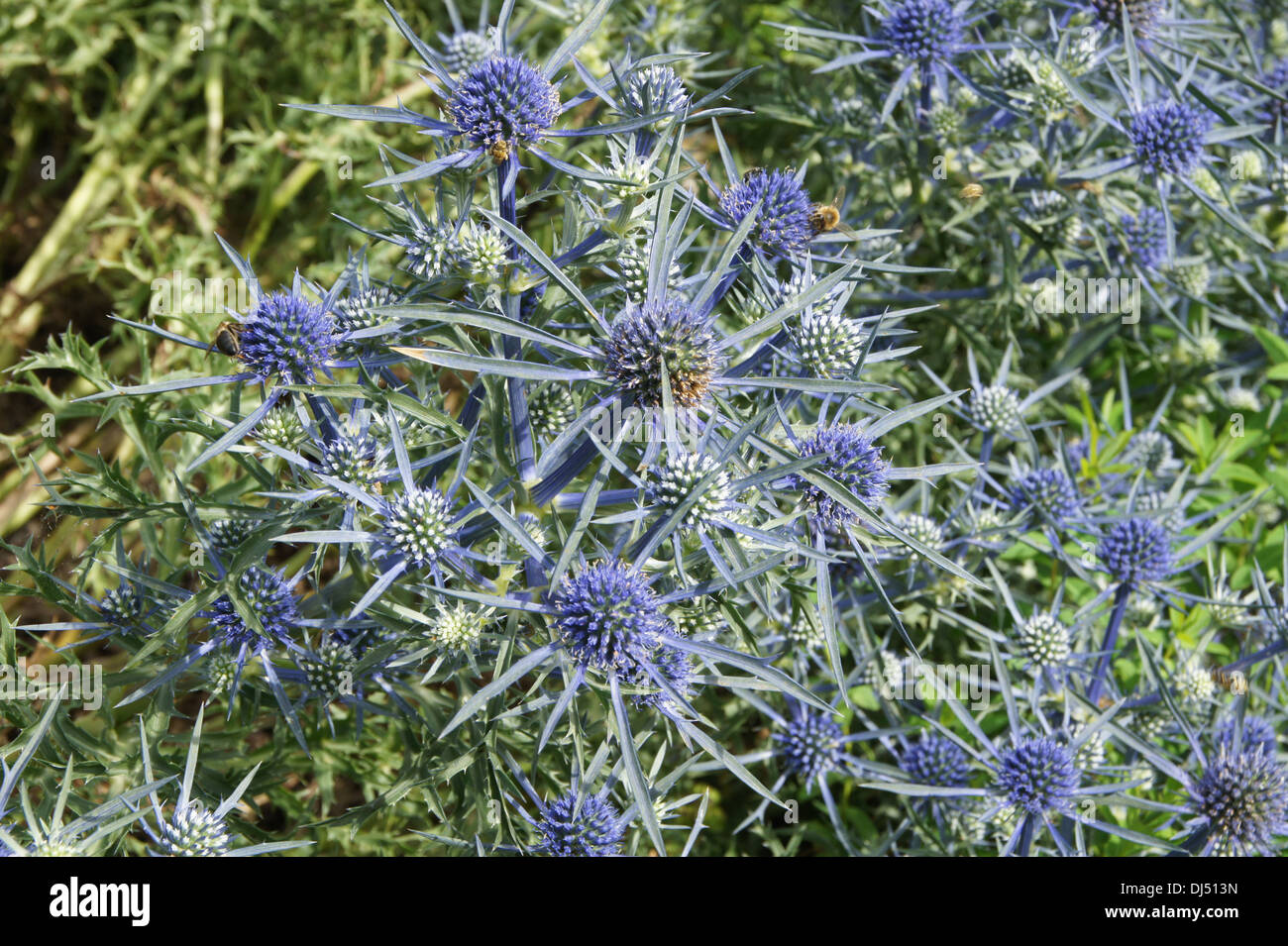 Holly sea hi-res stock photography and images - Alamy