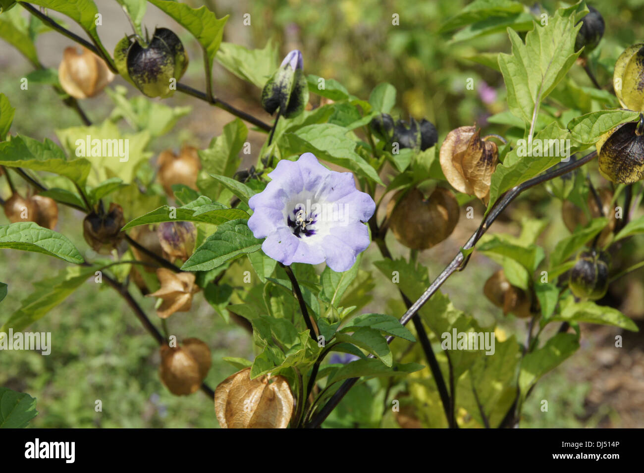Shoo fly Plant Stock Photo - Alamy