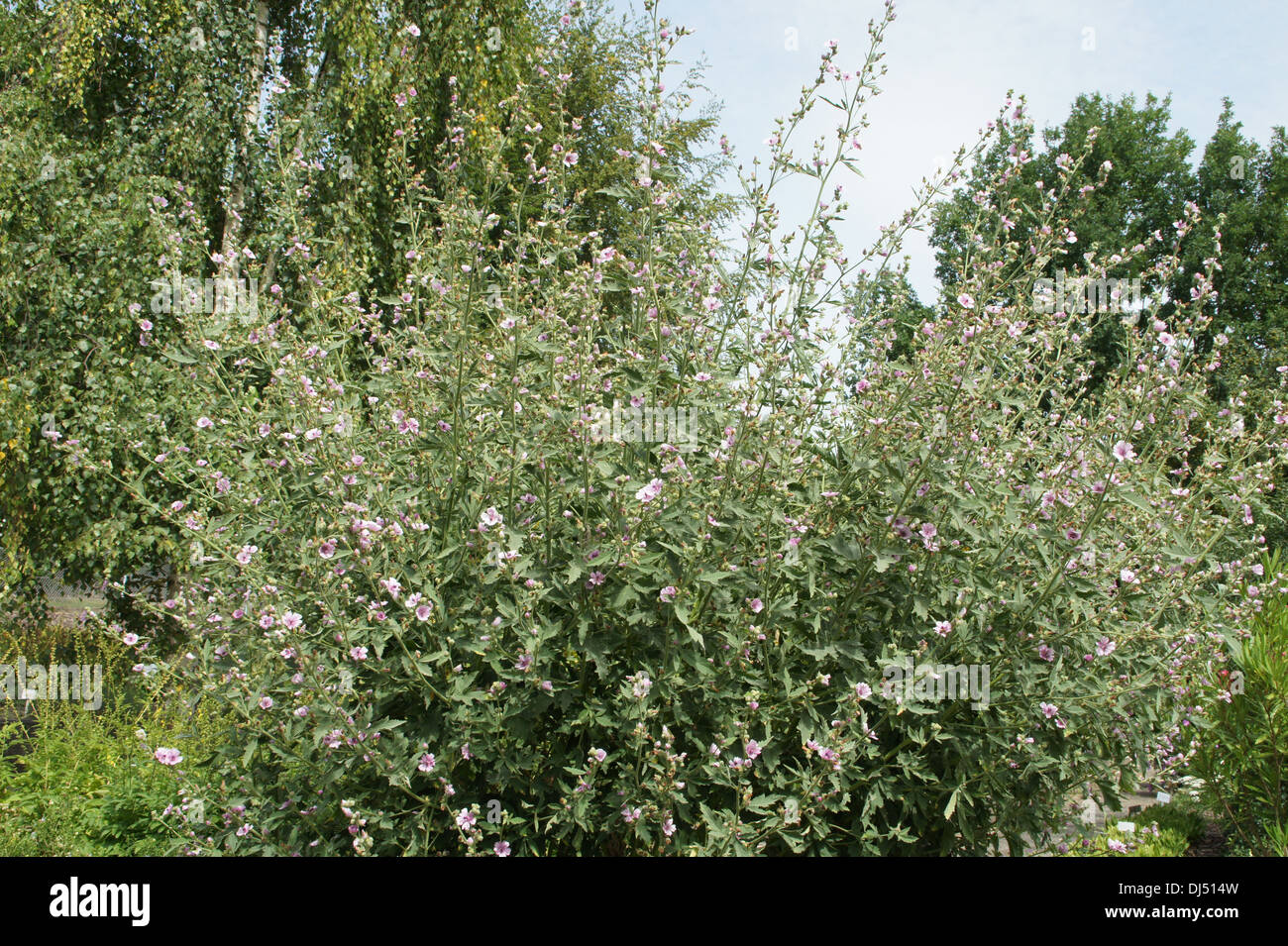 Armenian mallow hi-res stock photography and images - Alamy