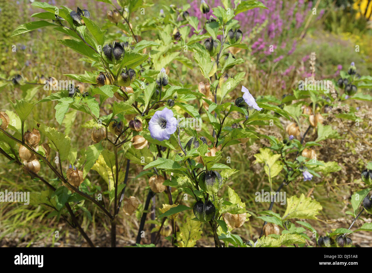 Shoo fly flower hi-res stock photography and images - Alamy