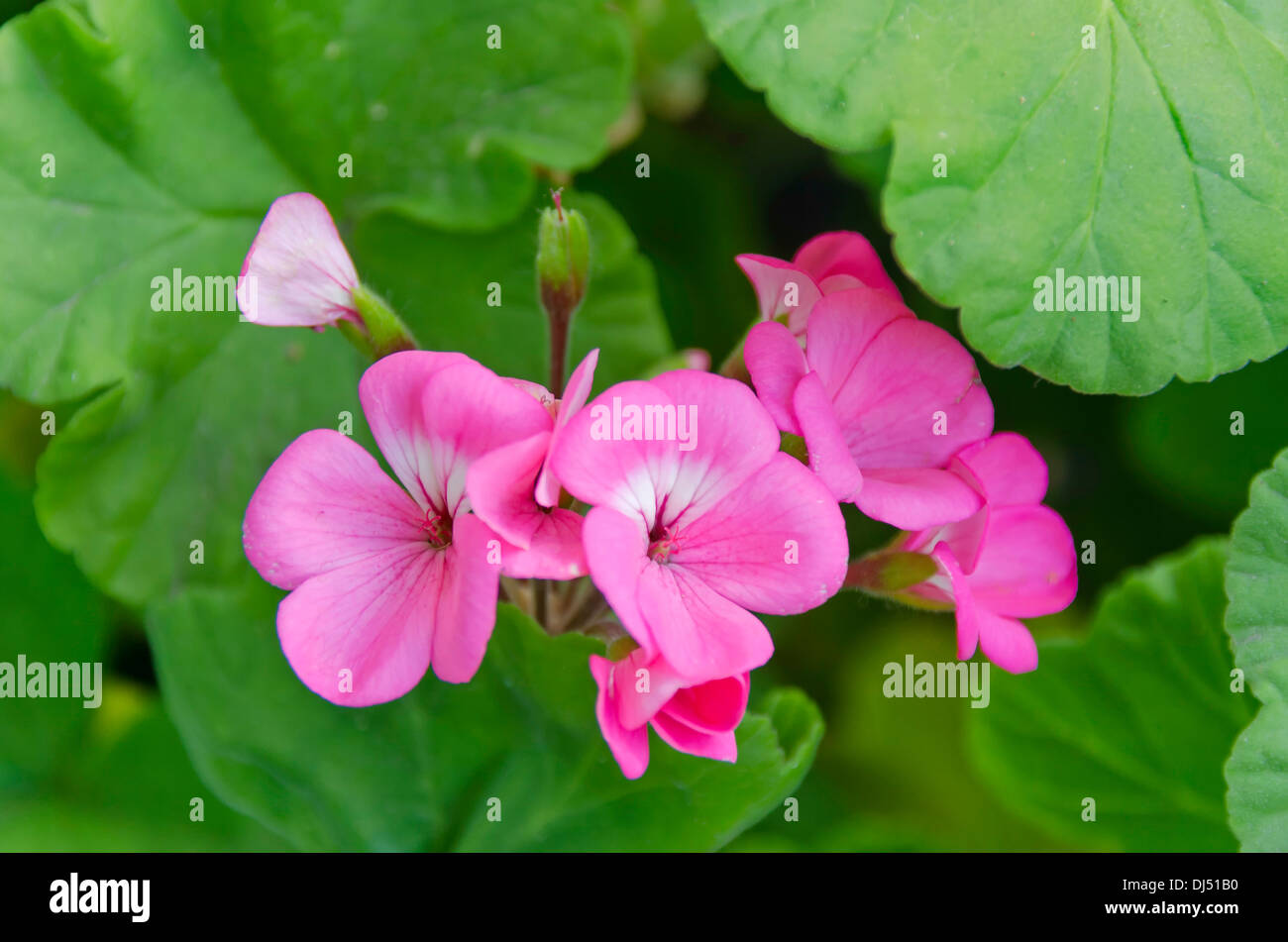 Pelargonium Blossom High Resolution Stock Photography and Images - Alamy