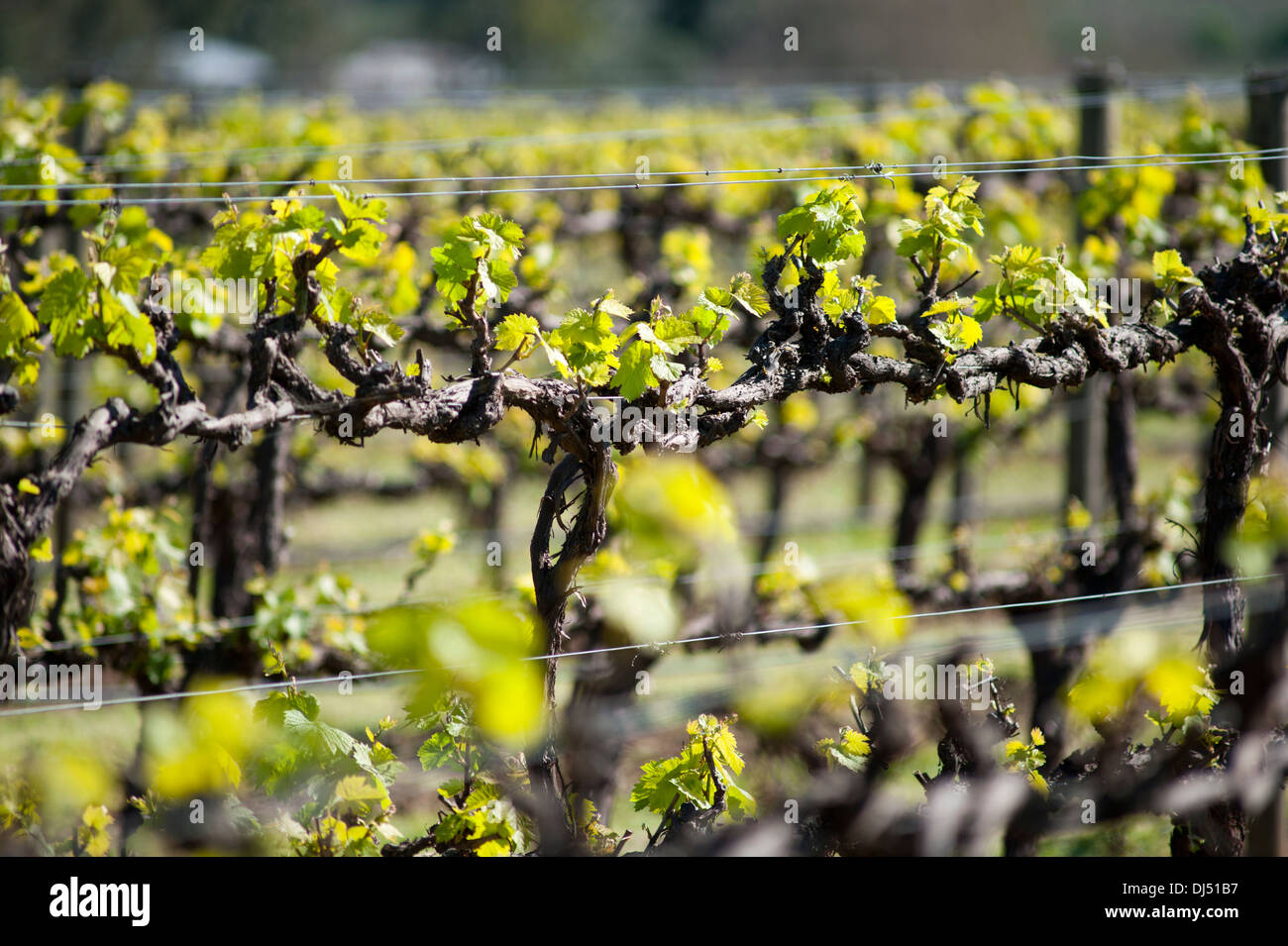 Grape trellis hi-res stock photography and images - Alamy
