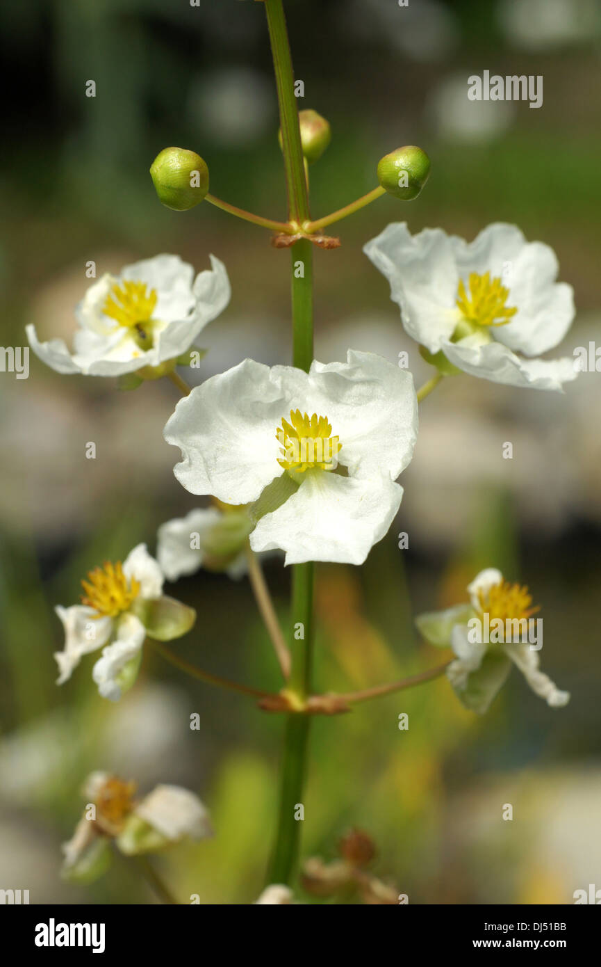 Aquatic arrowhead plants hi-res stock photography and images - Alamy