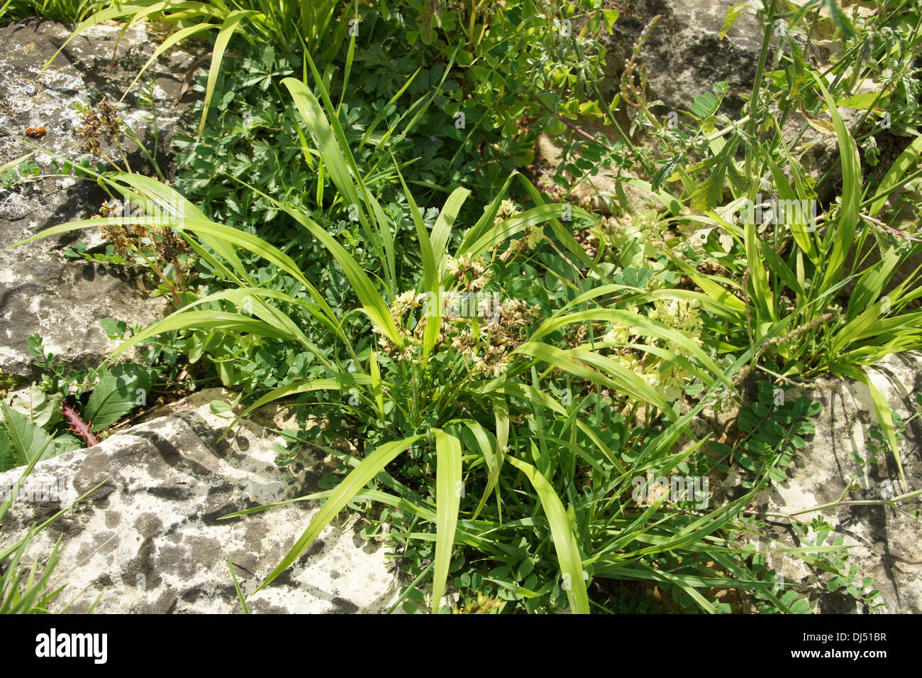 The dotter hi-res stock photography and images - Alamy