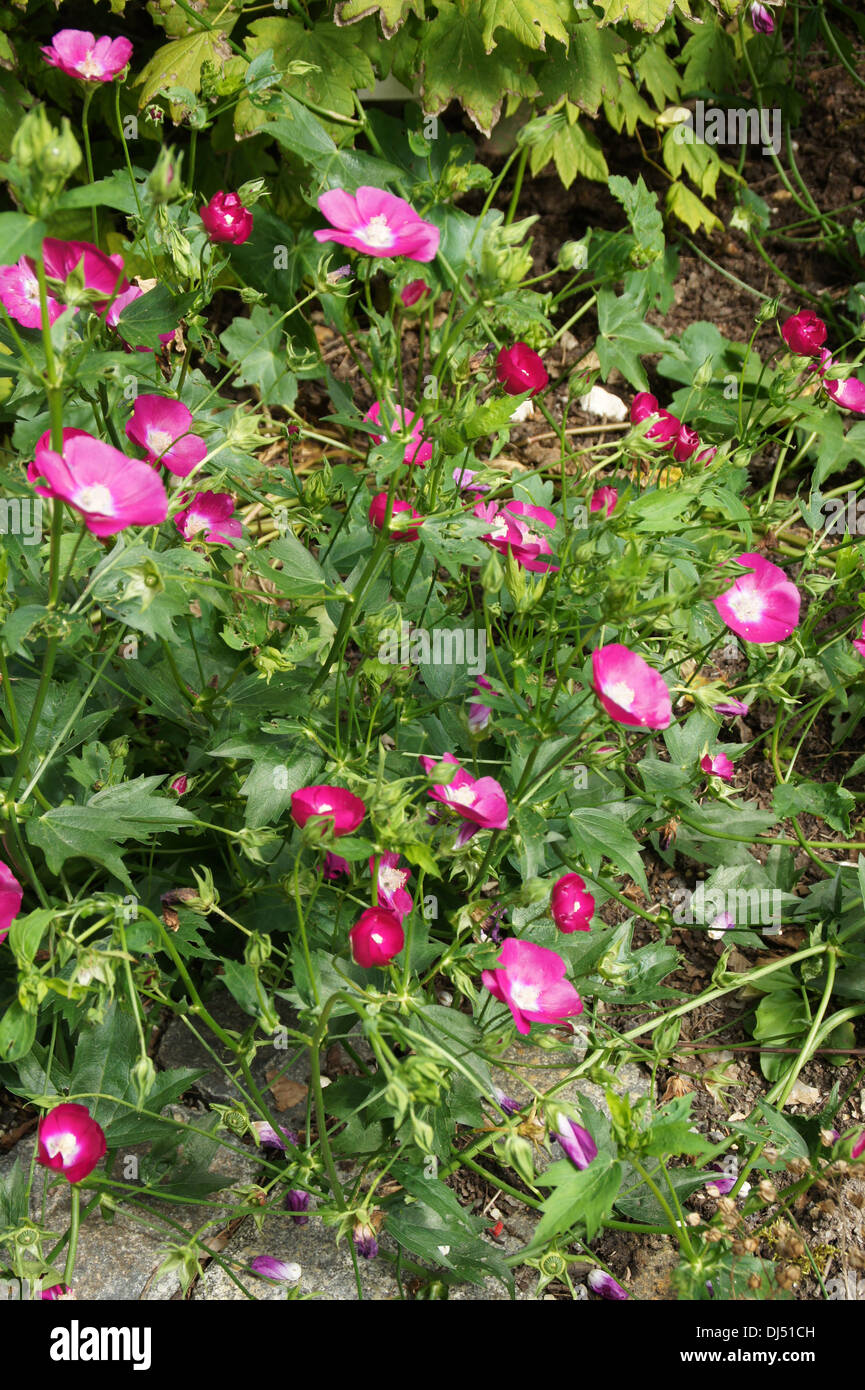 Poppy mallow flower hi-res stock photography and images - Alamy