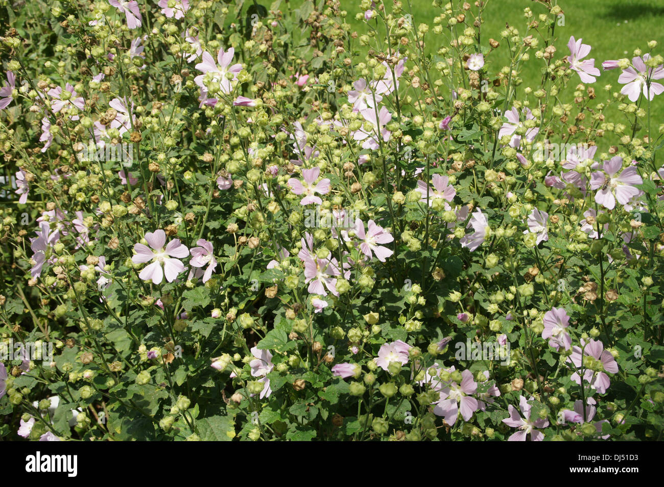 Tree mallow hi-res stock photography and images - Alamy