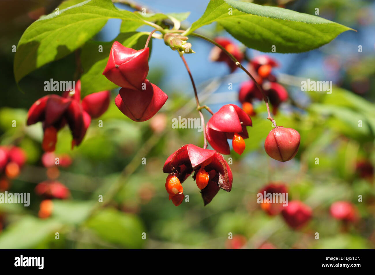 Large leaved spindle hi-res stock photography and images - Alamy