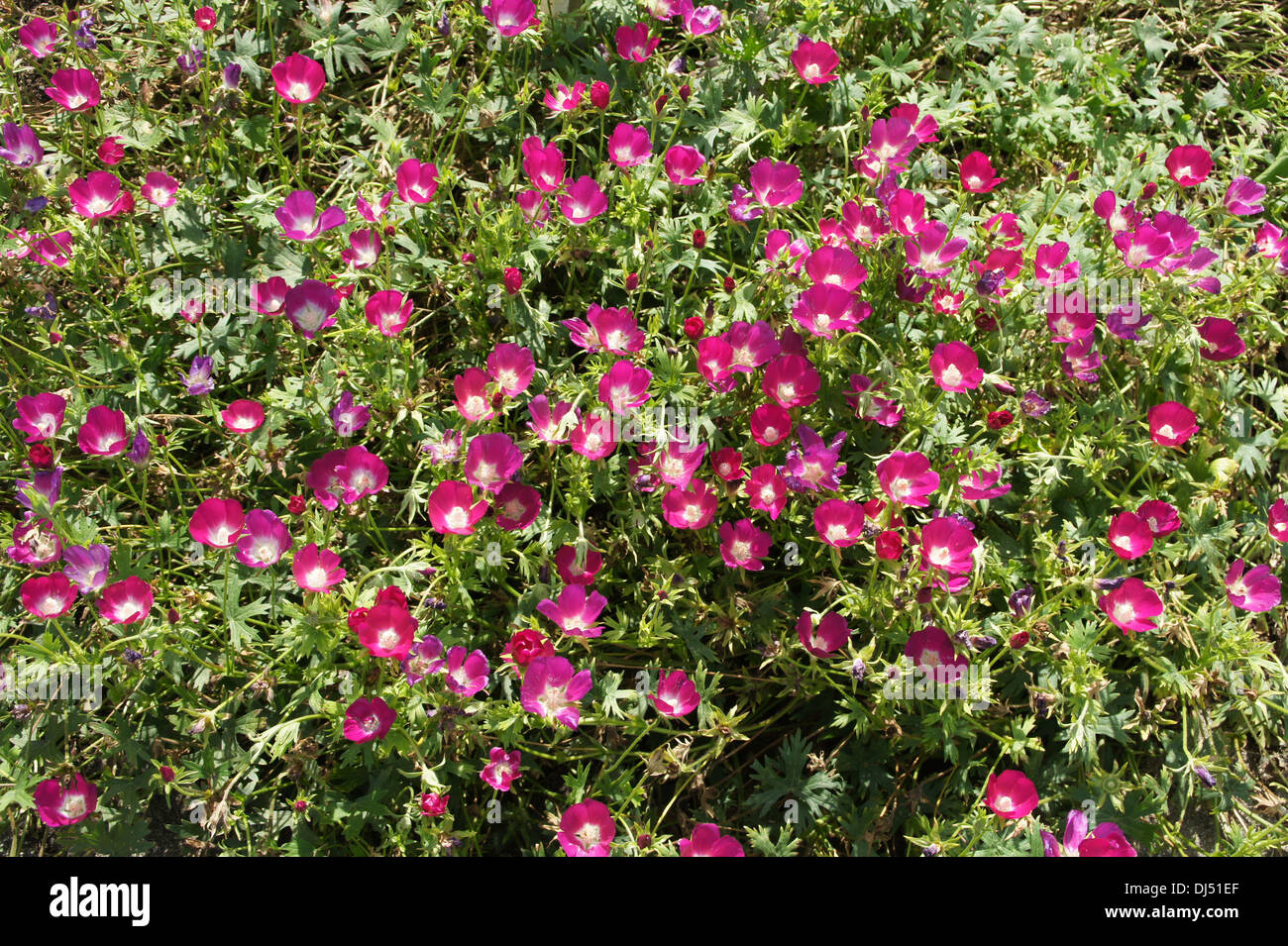 Poppy Mallow Flower High Resolution Stock Photography and Images - Alamy