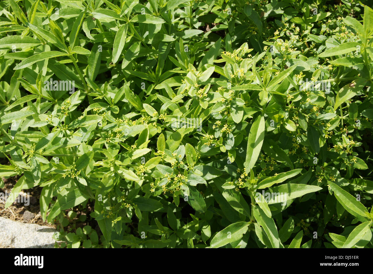 Madder hi-res stock photography and images - Alamy