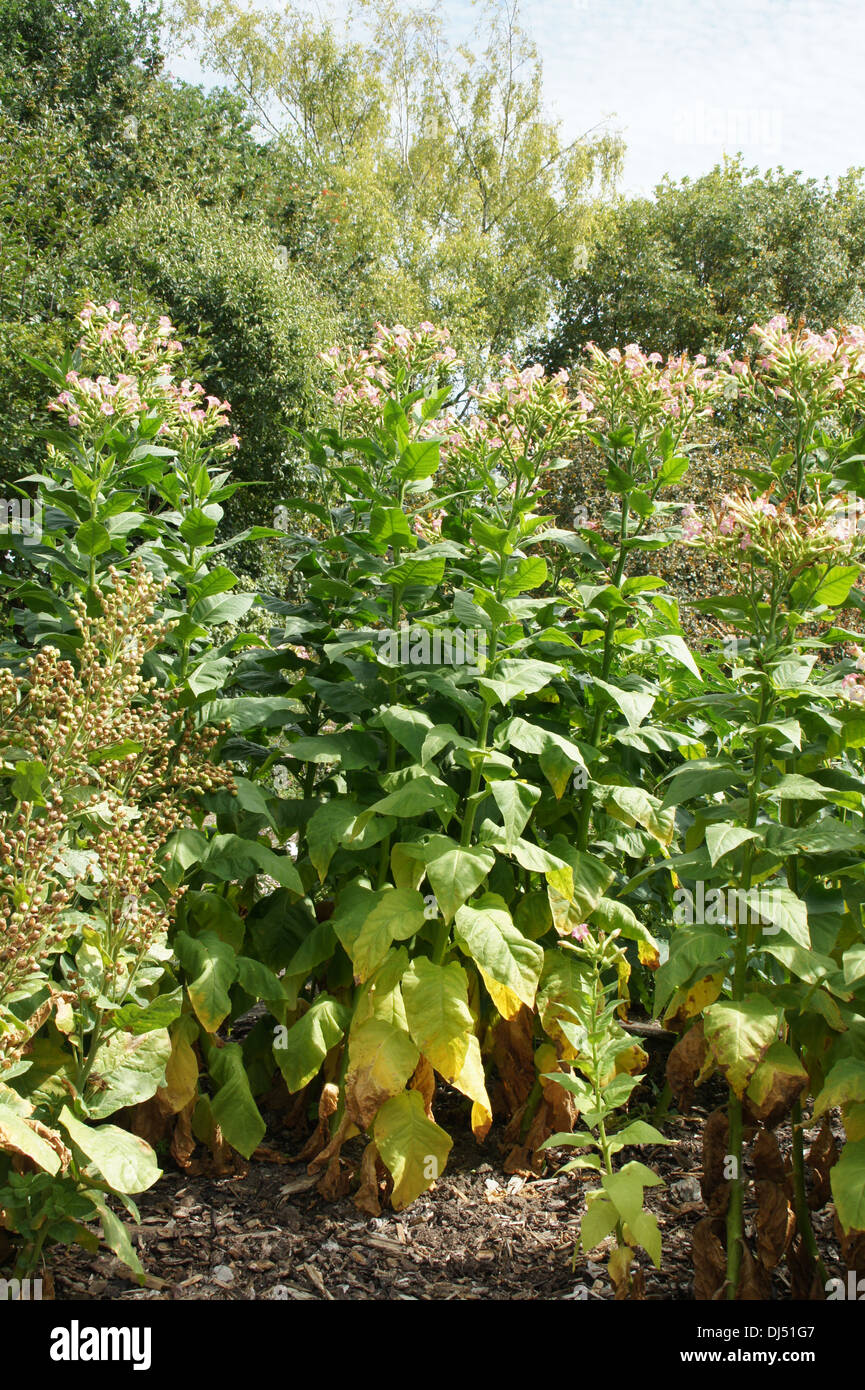 Nicotiana rustica hi-res stock photography and images - Alamy