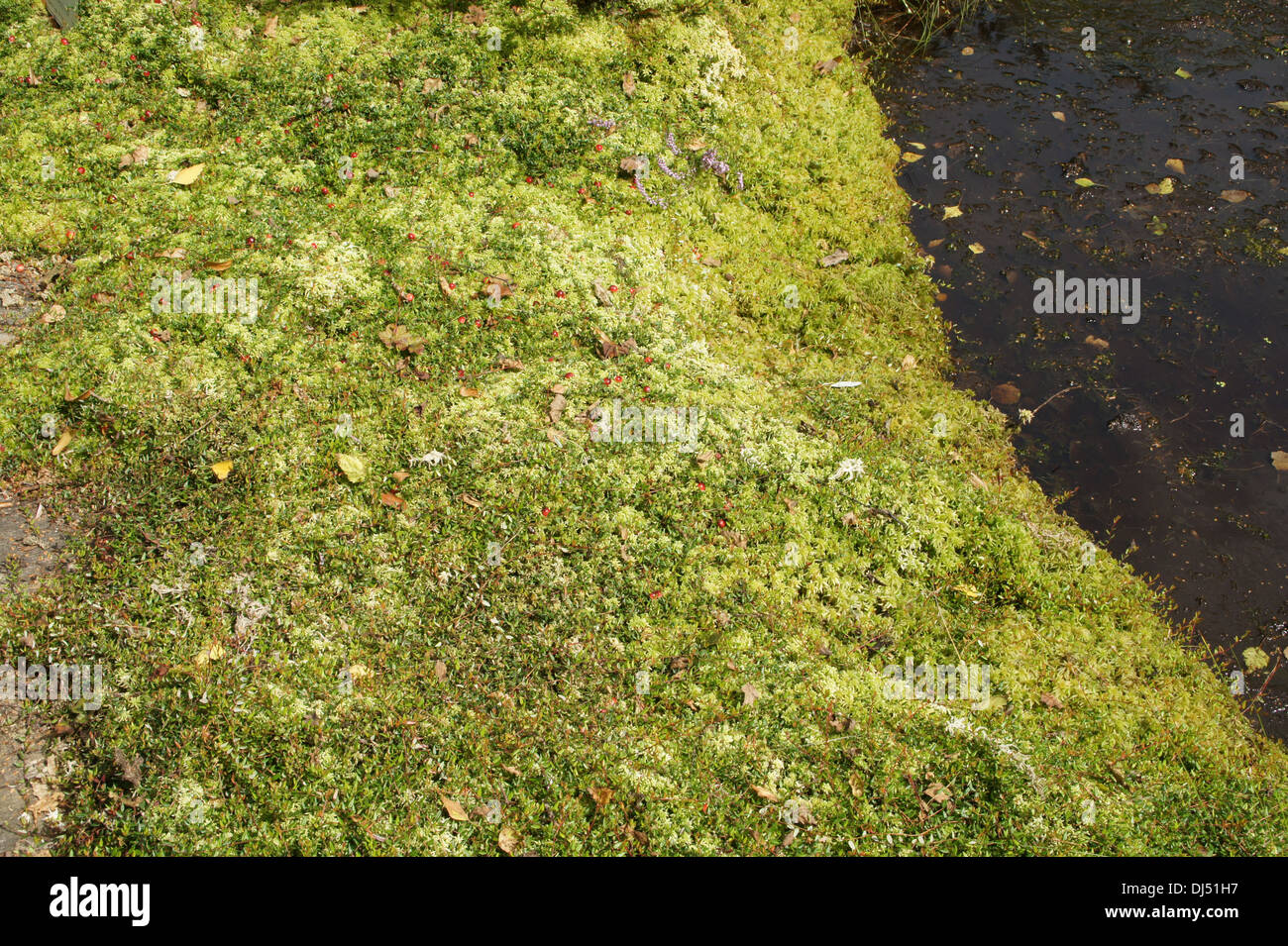 Rockberries hi-res stock photography and images - Alamy