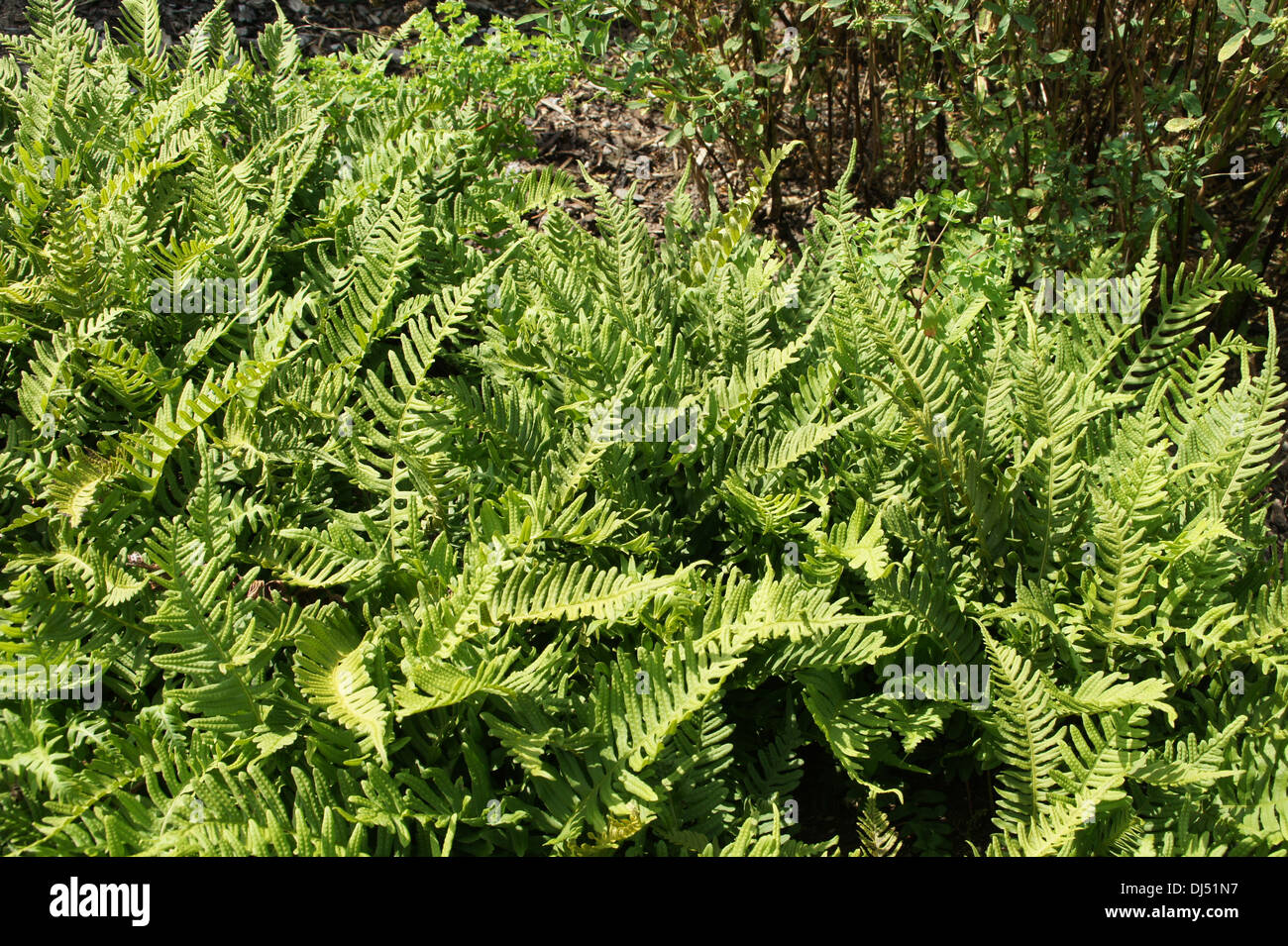 Rockcap ferns hi-res stock photography and images - Alamy