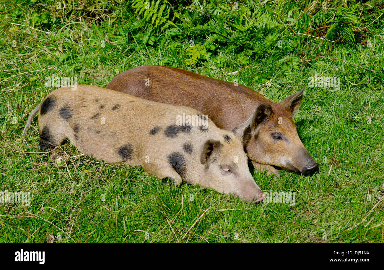 No one with piglets hi-res stock photography and images - Alamy