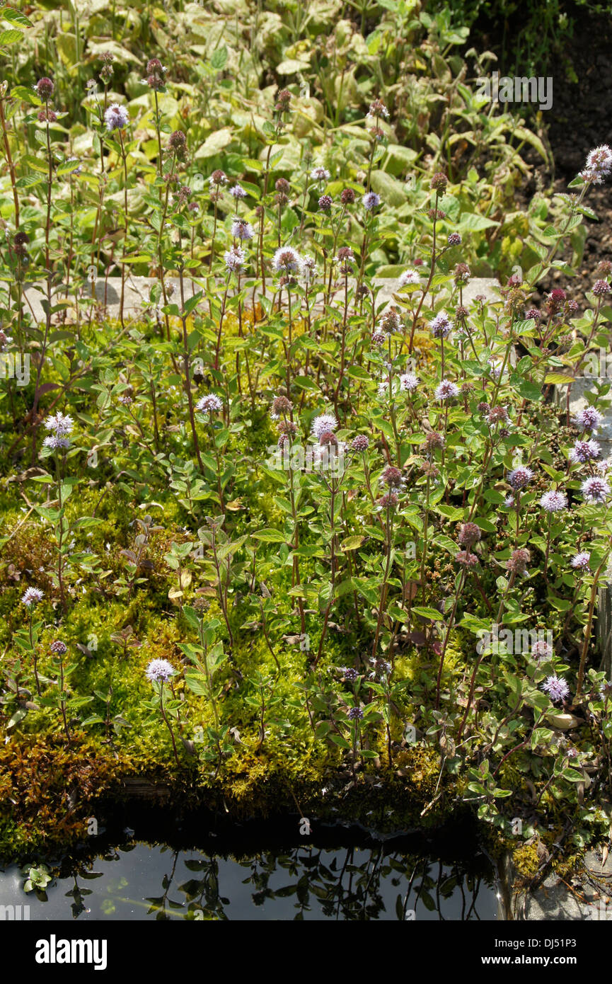 Water mint plants hi-res stock photography and images - Alamy
