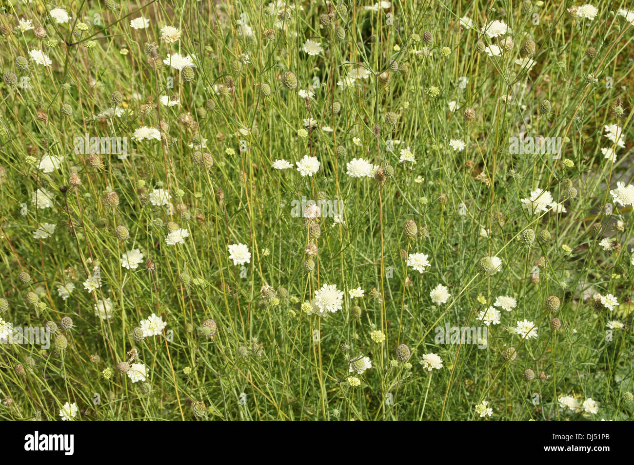 Wiesen skabiose hi-res stock photography and images - Alamy