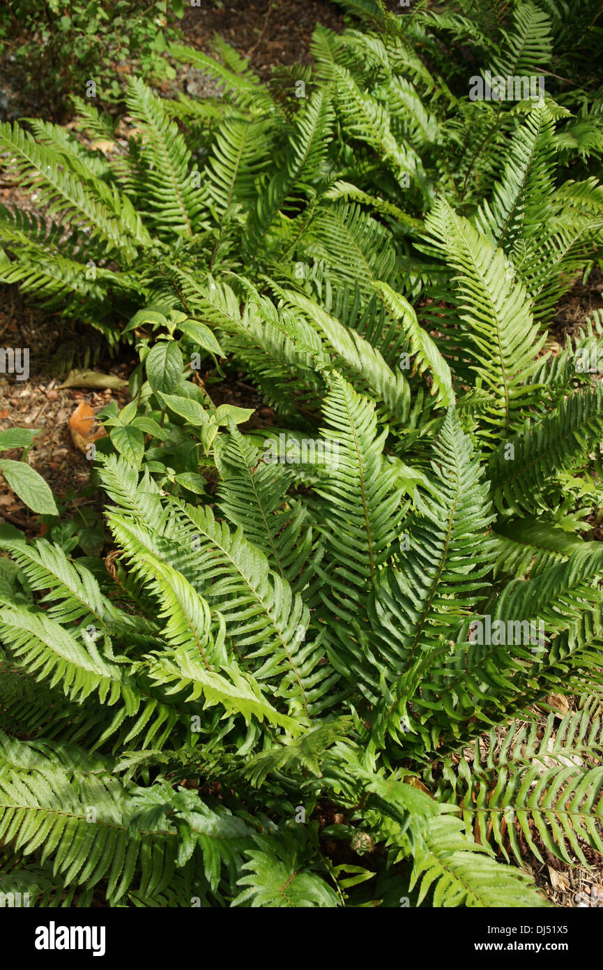 Sword fern hi-res stock photography and images - Alamy
