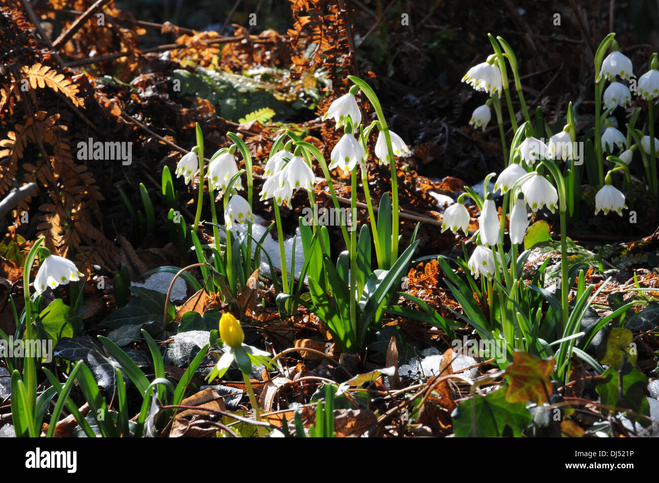 Flakes flowers hi-res stock photography and images - Alamy