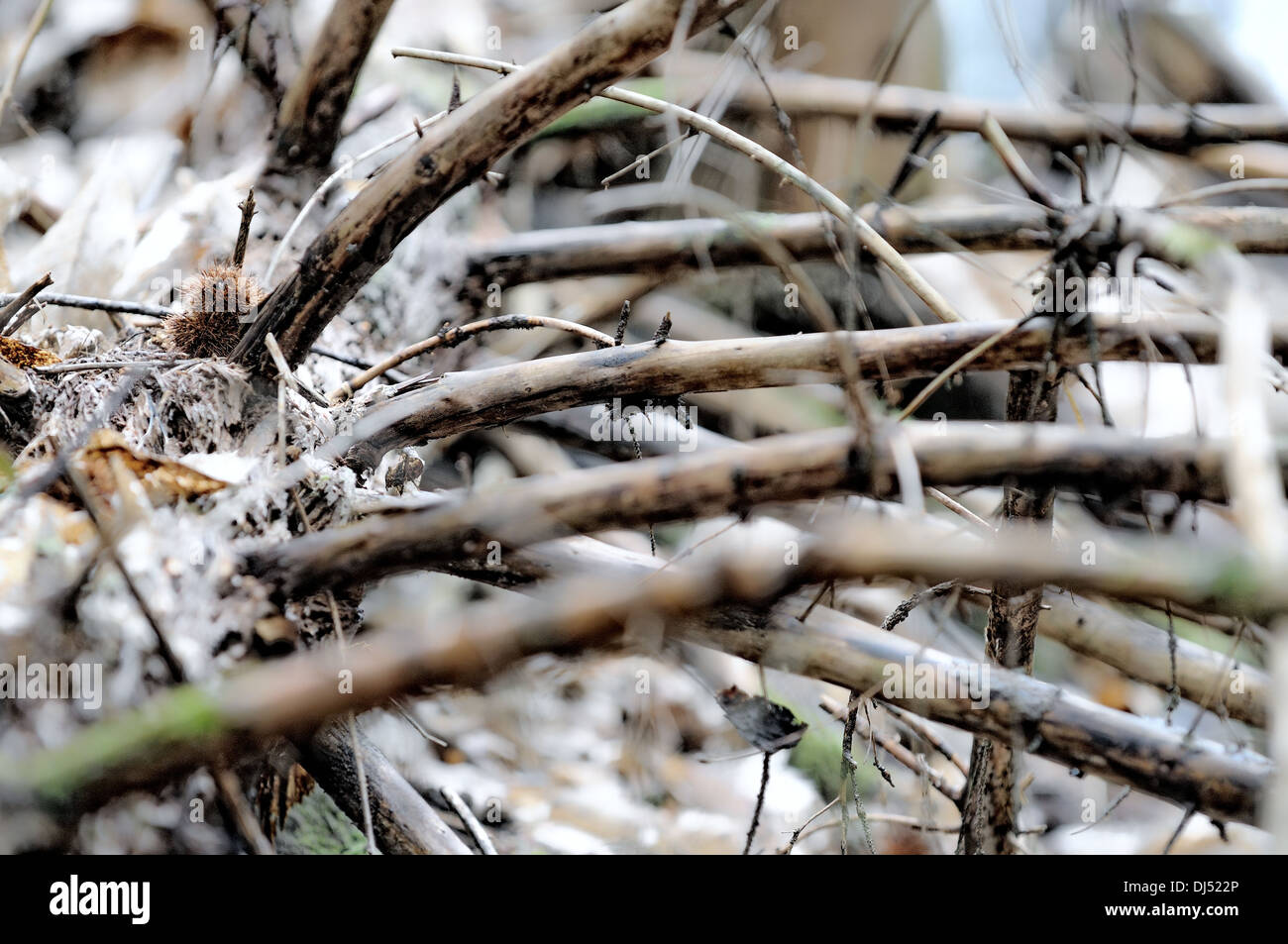Skelet tree hi-res stock photography and images - Alamy
