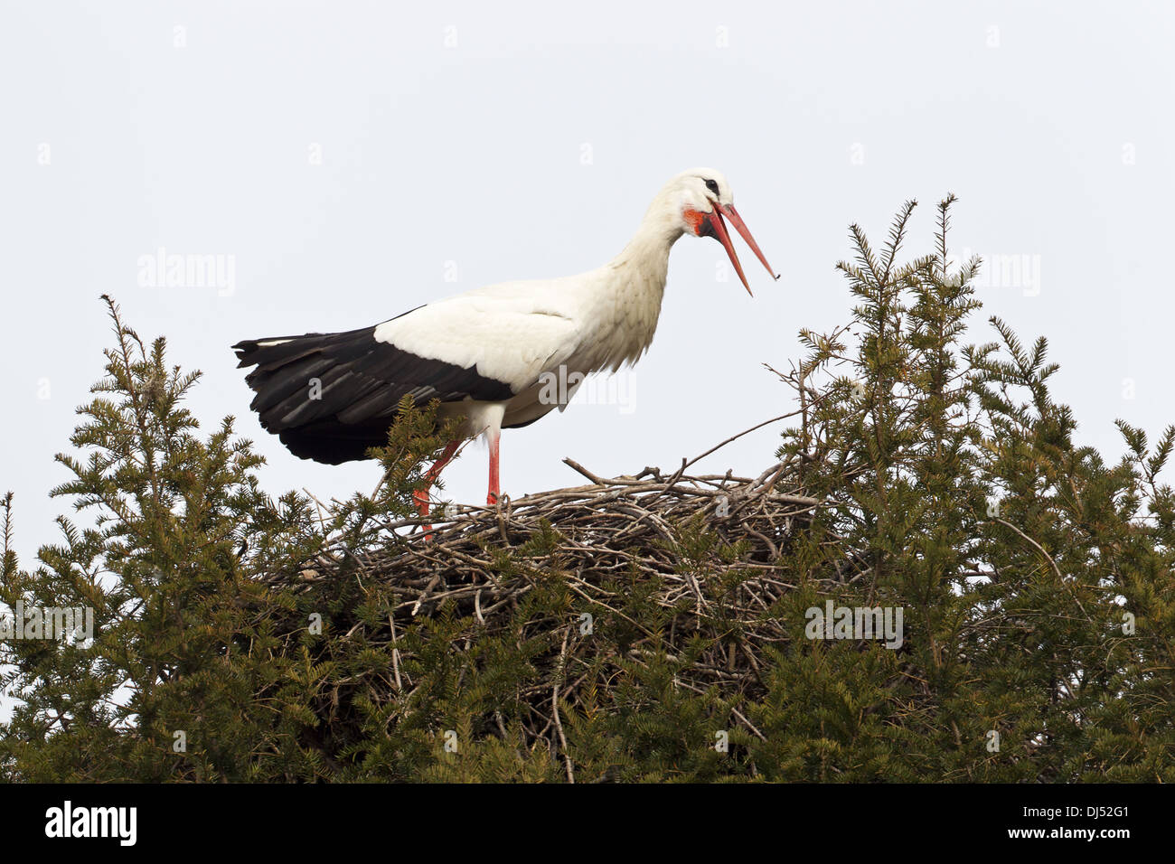 C ciconia hi-res stock photography and images - Alamy