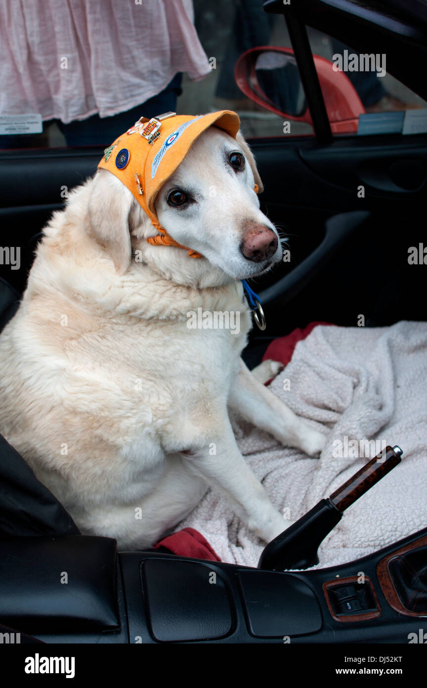 Golden Labrador dog sat in a car Stock Photo - Alamy