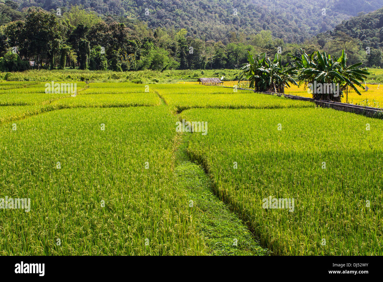 Golden rice field hi-res stock photography and images - Alamy