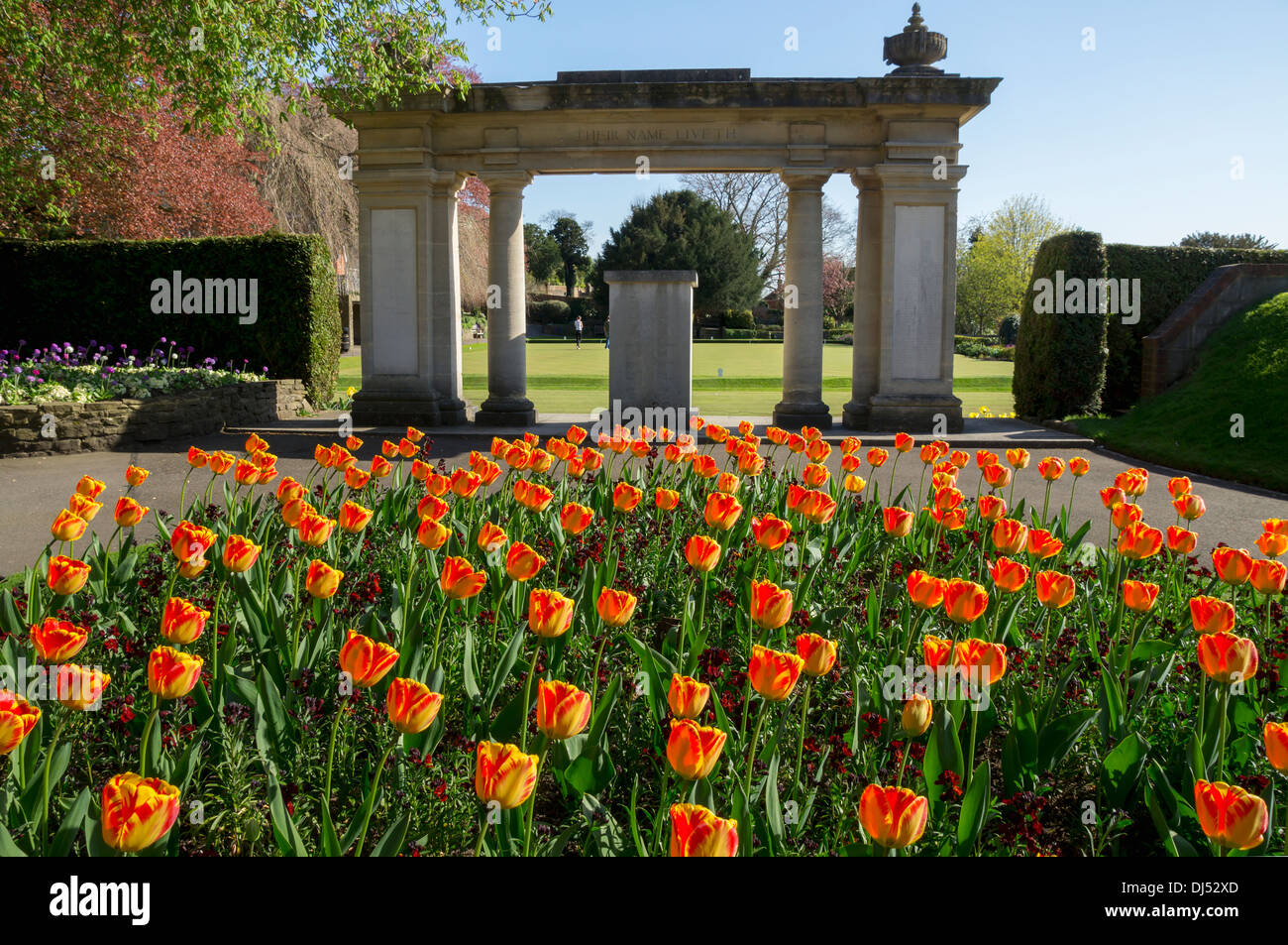 Tulips In Bloom In A Garden; Guildford, Surrey, England Stock Photo - Alamy