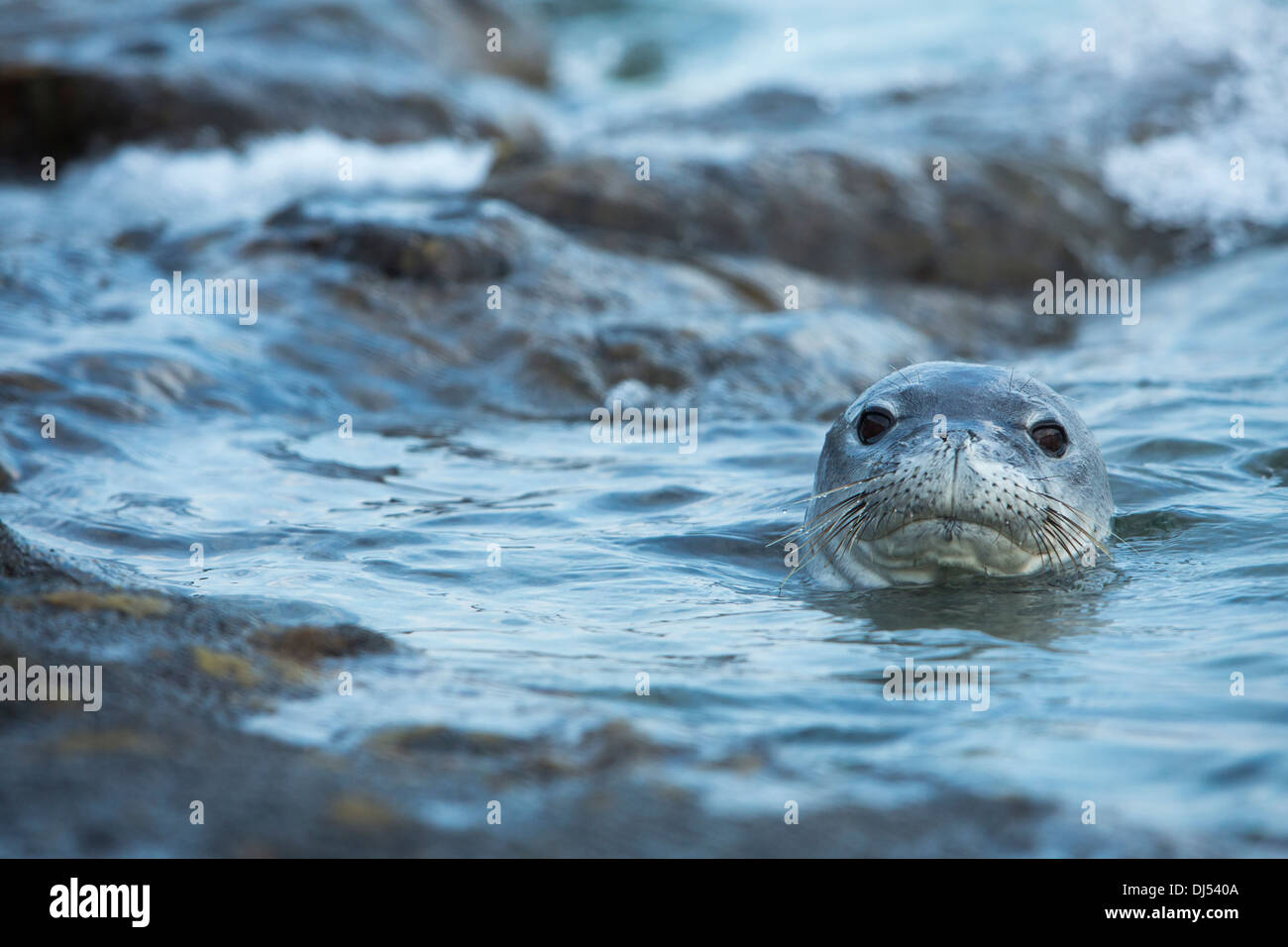 Hawaiian monk seal hi-res stock photography and images - Alamy