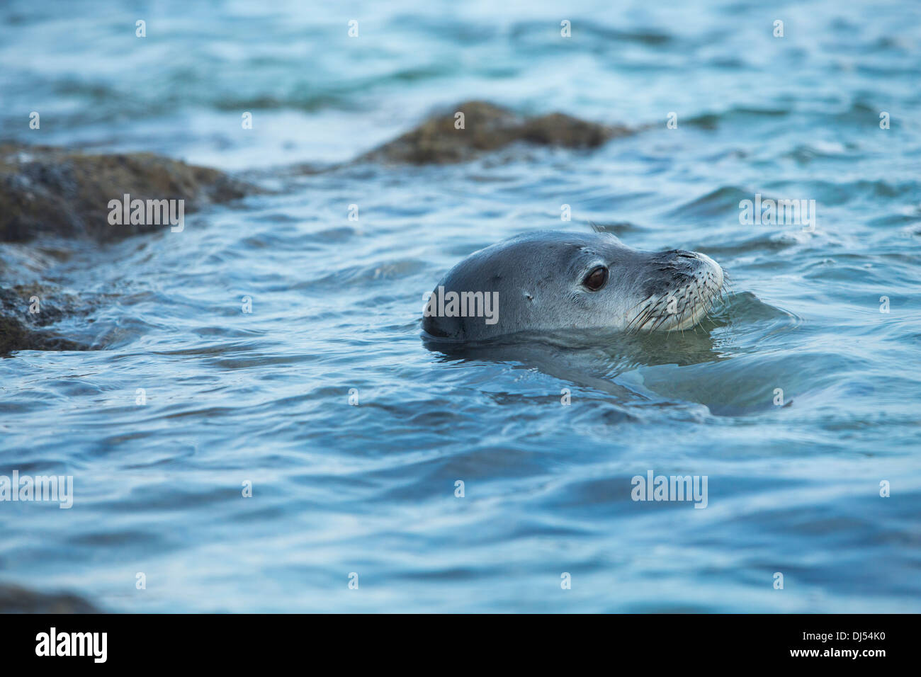 Hawaiian Monk Seal swimming in tide pool off Manana Island Stock Photo ...