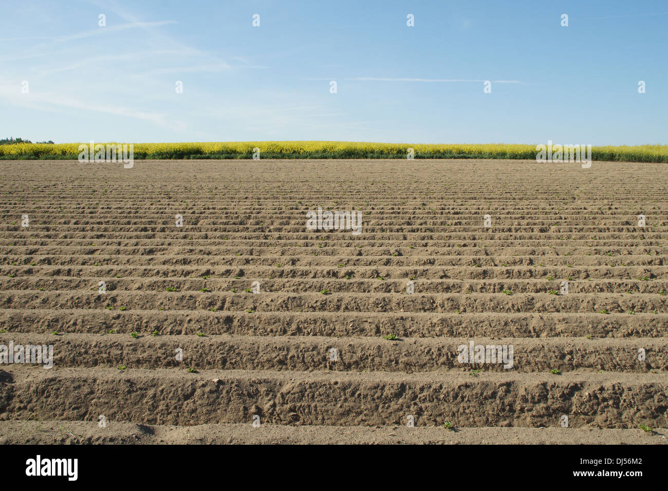 Potato field hi-res stock photography and images - Alamy