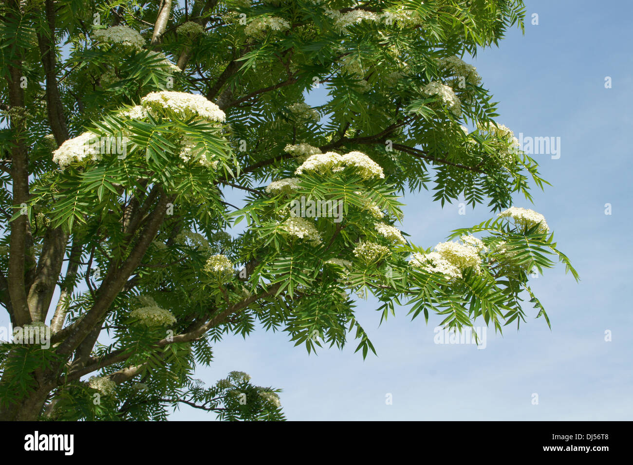 Sorbus Commixta Japanese Rowan Tree High Resolution Stock Photography ...