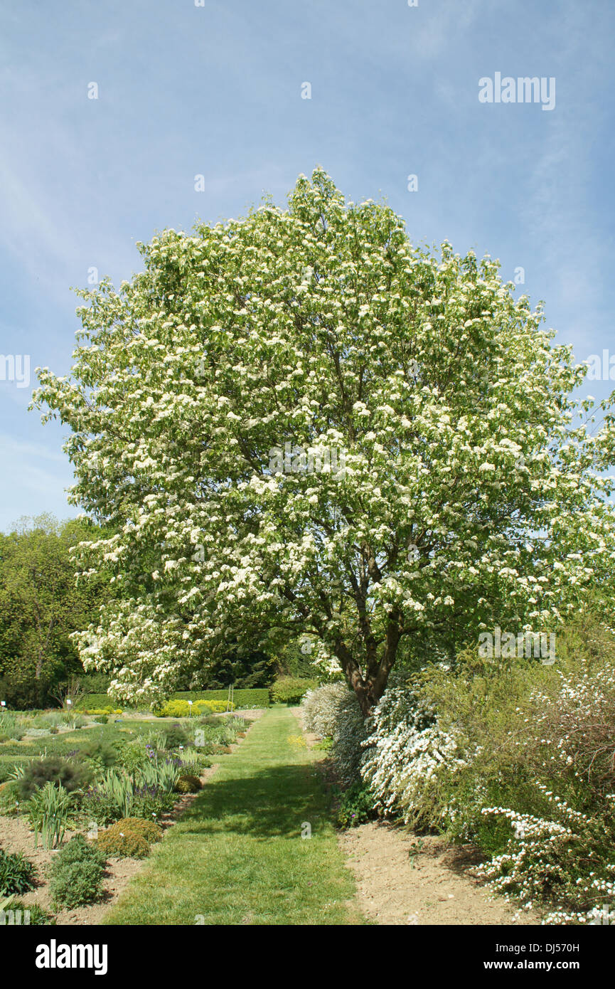 Checker tree hi-res stock photography and images - Alamy