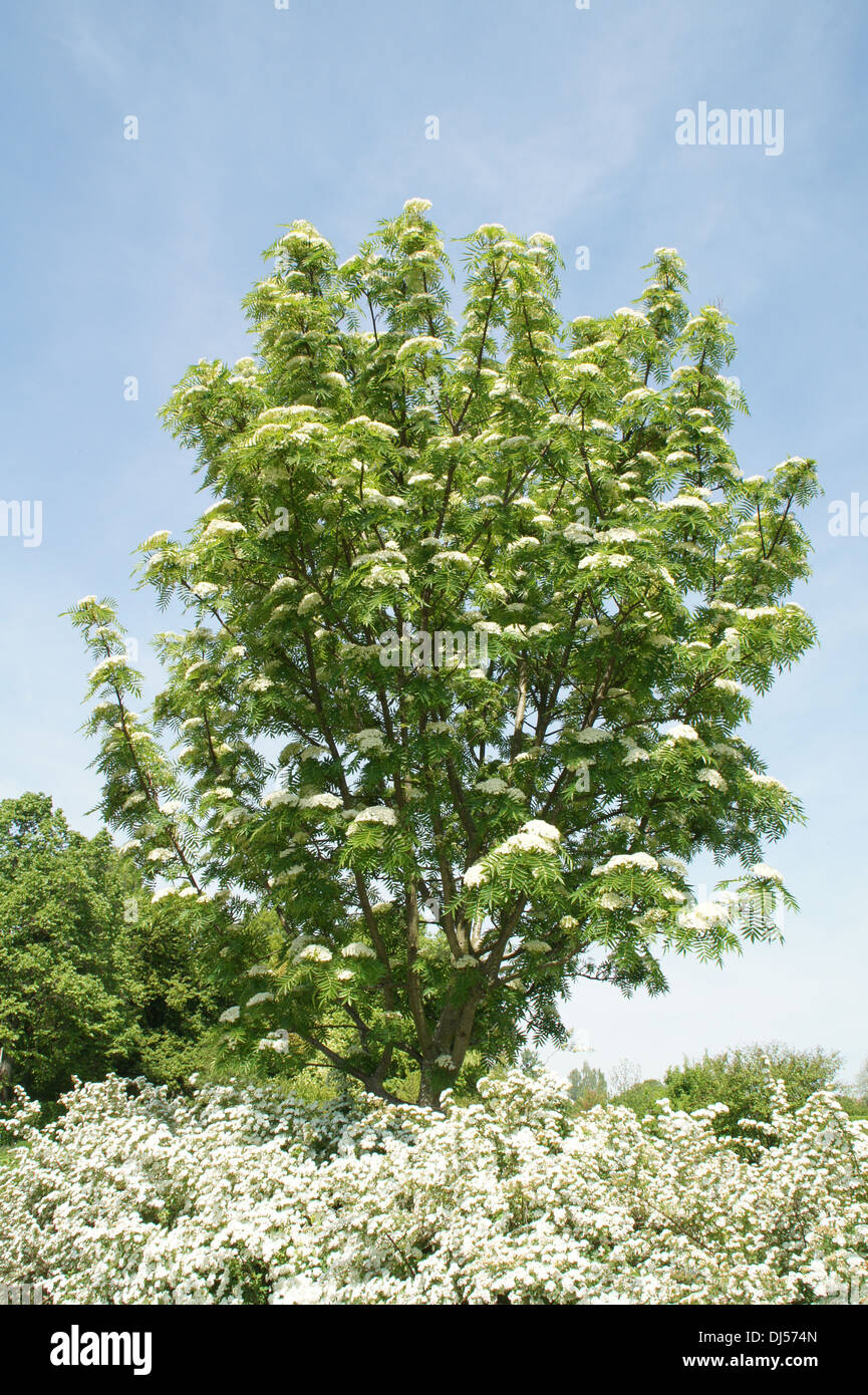 Sorbus Commixta Japanese Rowan Tree High Resolution Stock Photography ...