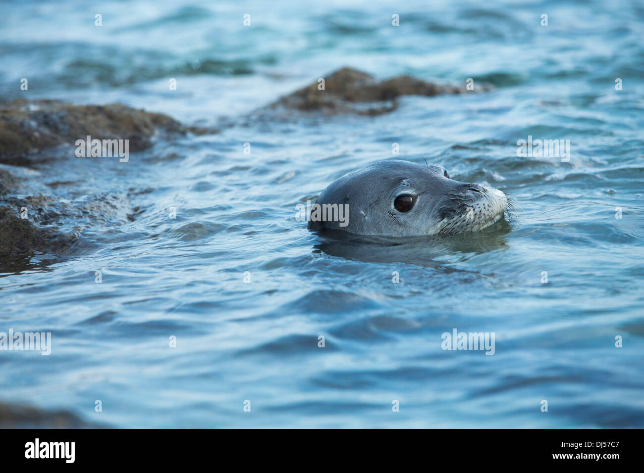Rare seal hi-res stock photography and images - Alamy
