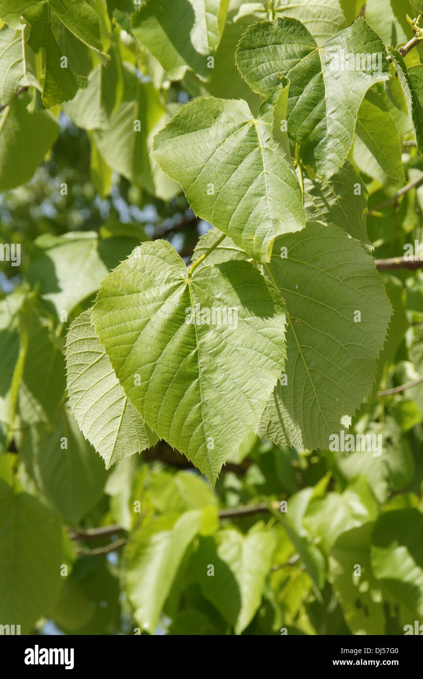 American linden hi-res stock photography and images - Alamy