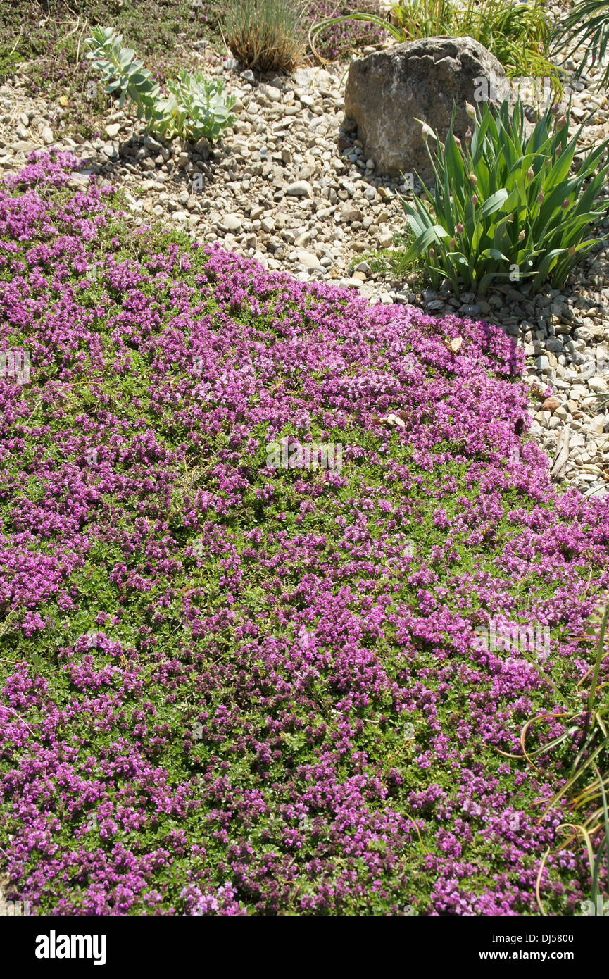Thymian tee hi-res stock photography and images - Alamy