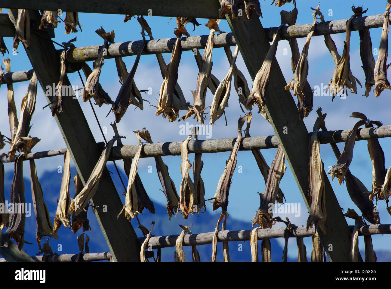 Dorsch cod hi-res stock photography and images - Alamy