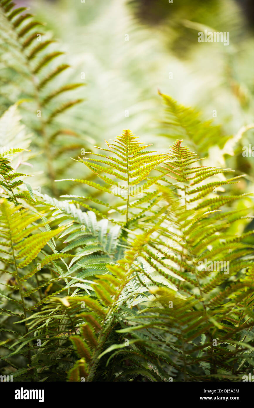 Vertical ferns plant green grow growing growth hi-res stock photography ...