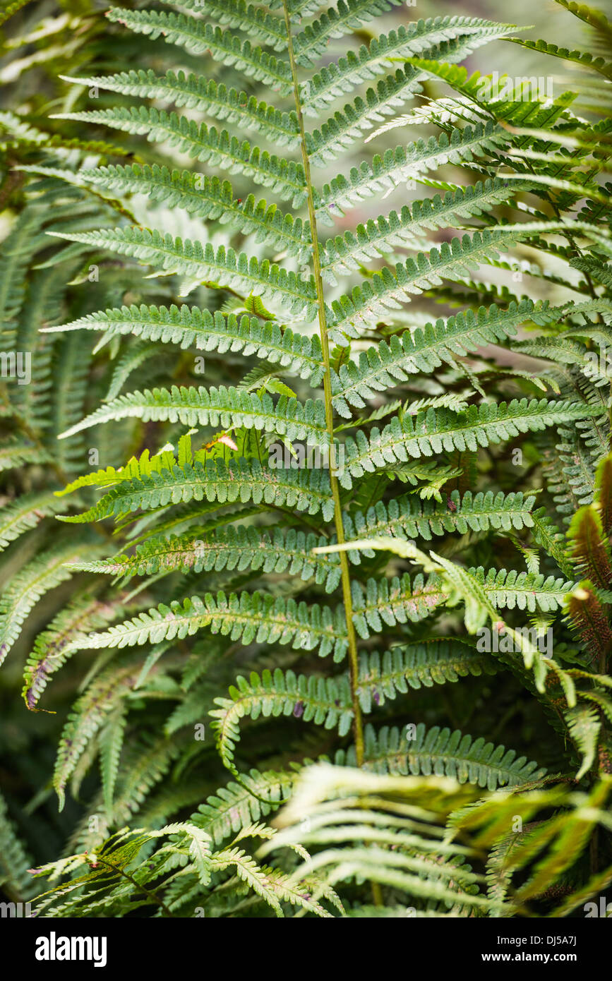 Forest green fern growing in hi-res stock photography and images - Alamy