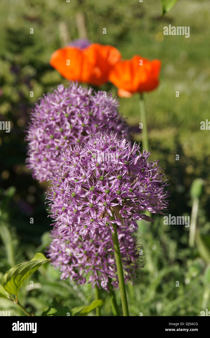Giant leek hi-res stock photography and images - Alamy